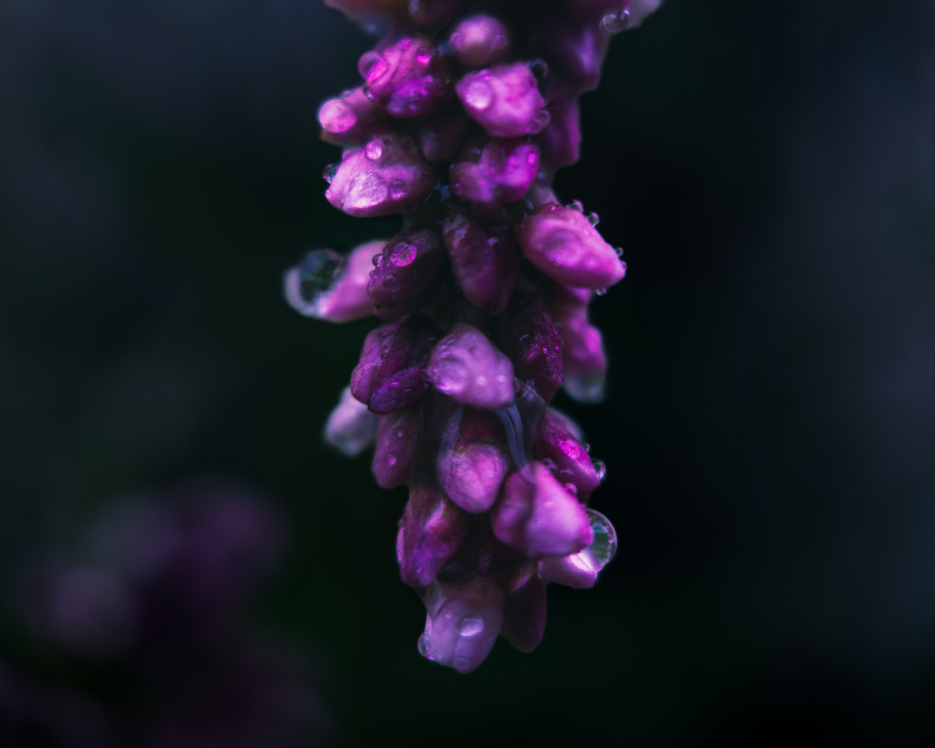 More naturally edited photos taken with the OnePlus 9 Pro a