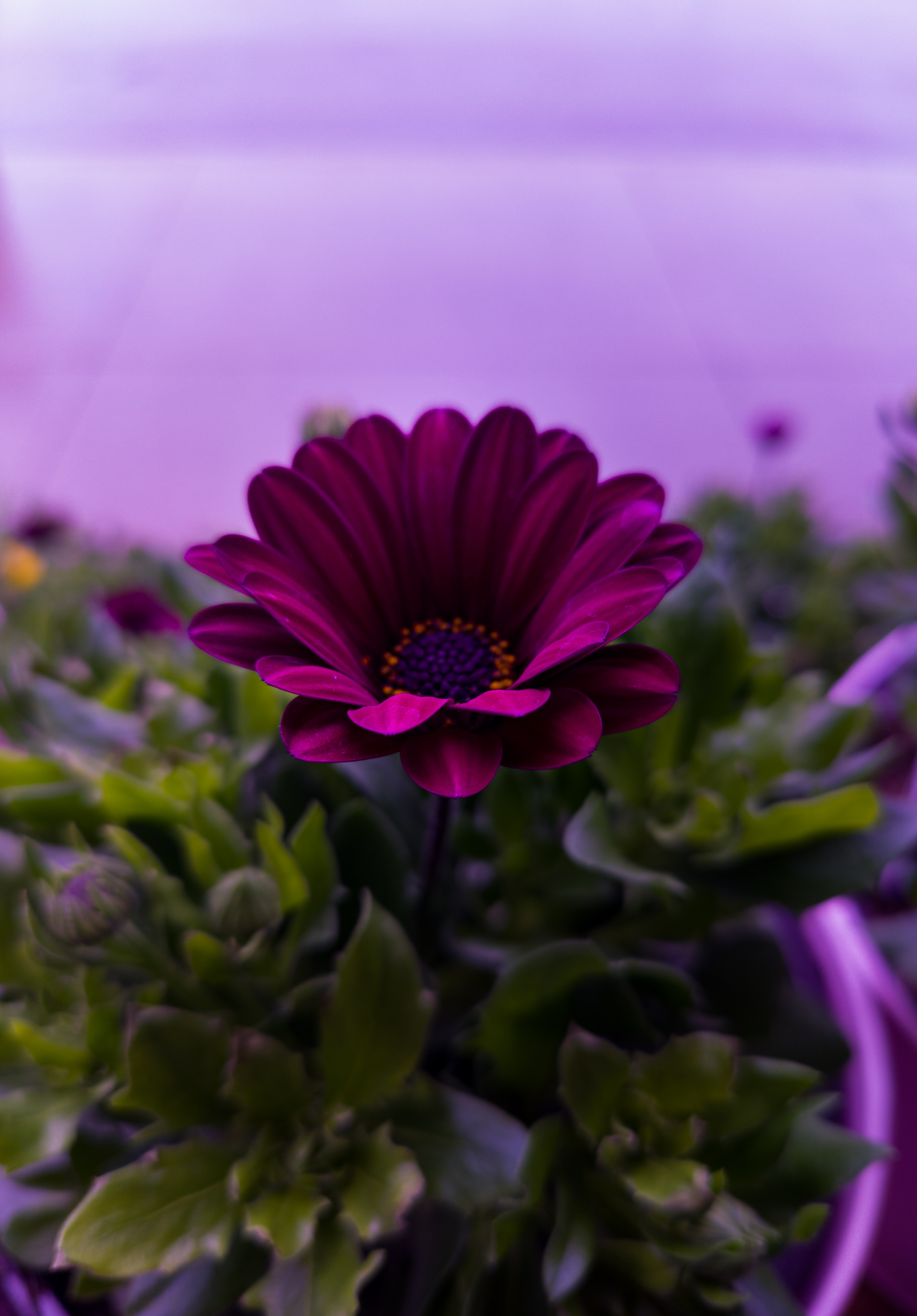 More naturally edited photos taken with the OnePlus 9 Pro a