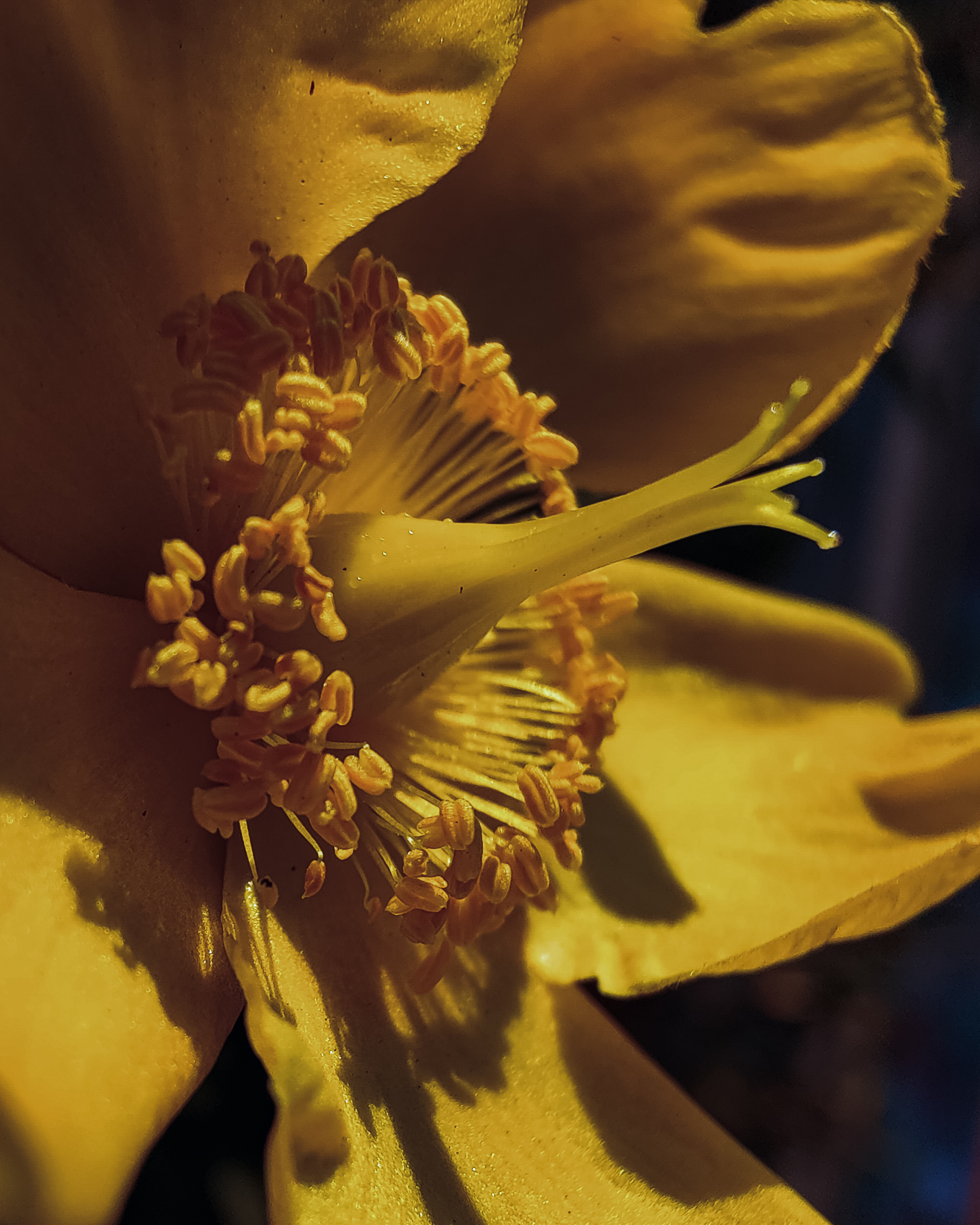 More naturally edited photos taken with the OnePlus 9 Pro a