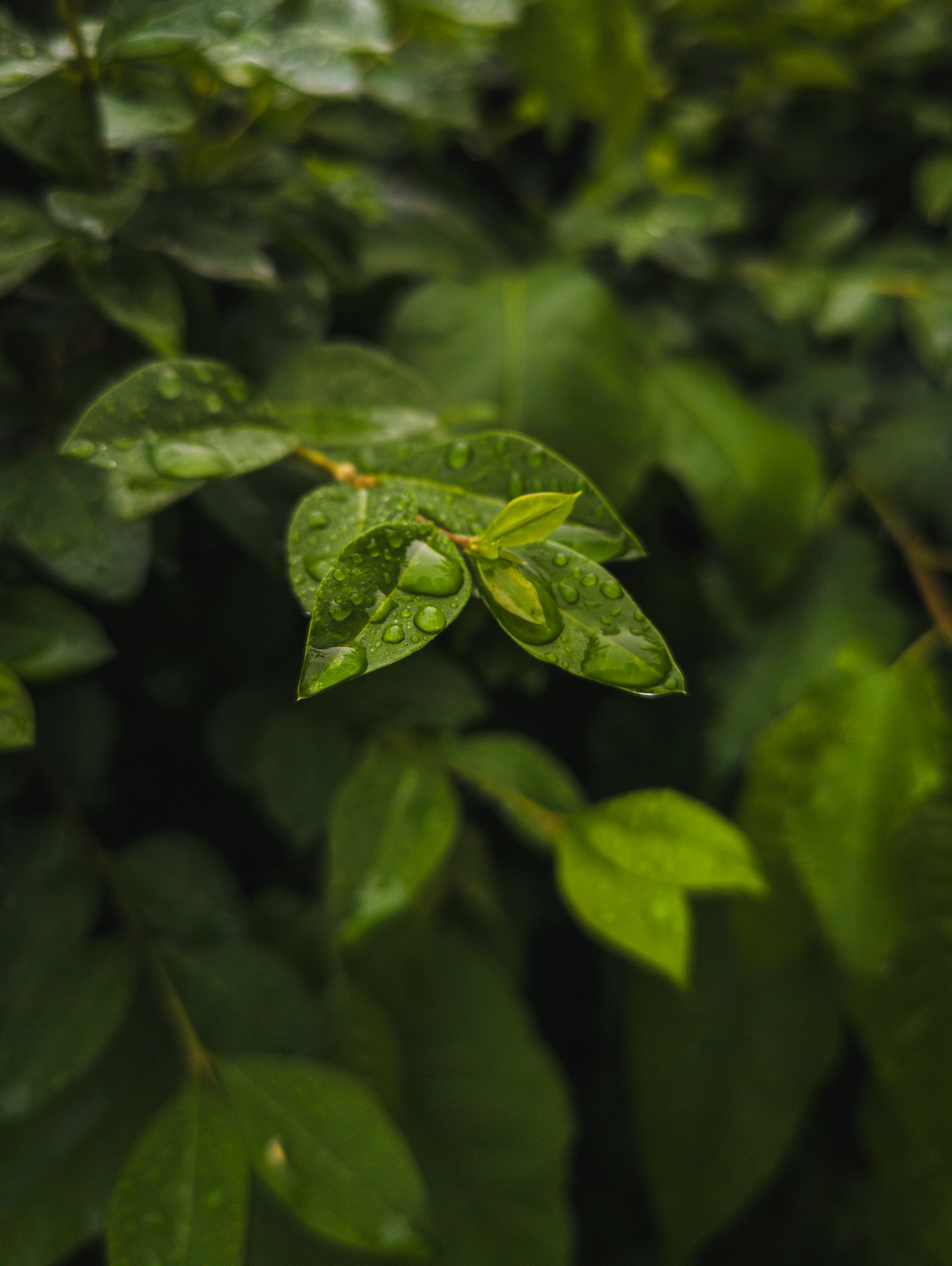 More naturally edited photos taken with the OnePlus 9 Pro a