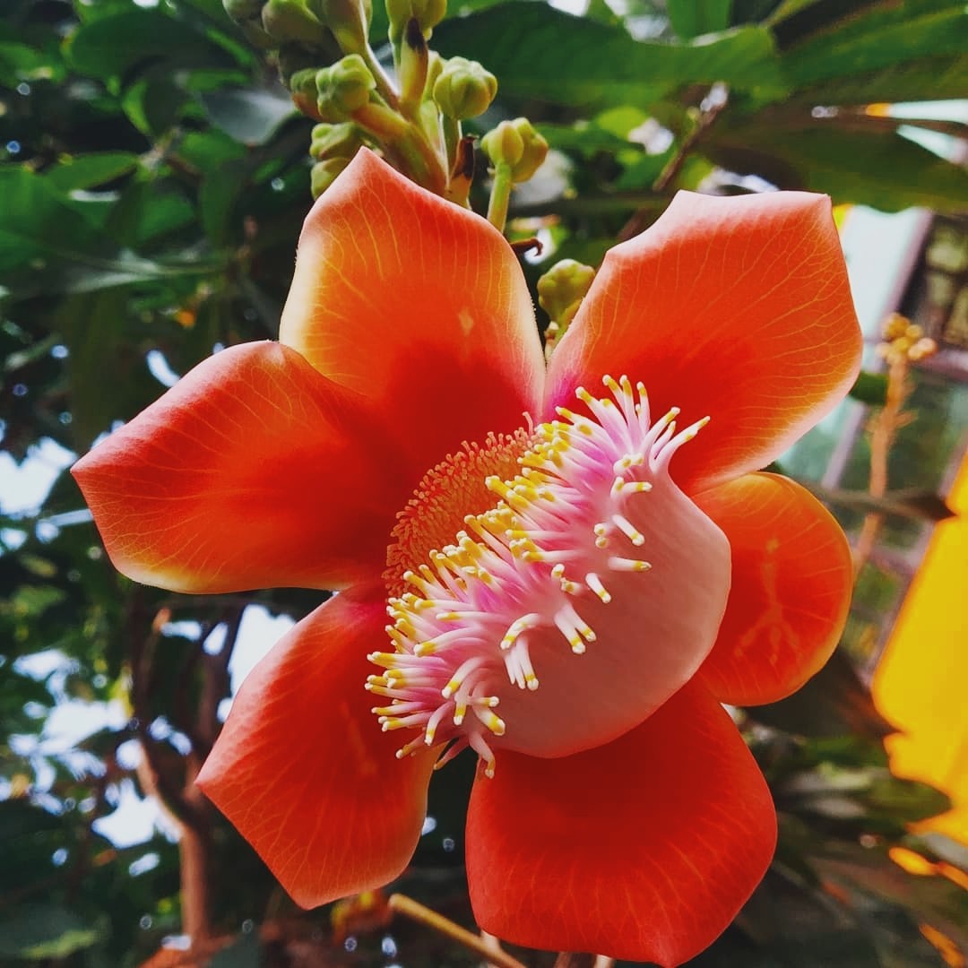 "𝐹𝑙𝑜𝑤𝑒𝑟 𝑎𝑟𝑒 𝑢𝑠𝑢𝑎𝑙𝑙𝑦 𝑑𝑖𝑟𝑒𝑐𝑡 𝑤𝑎𝑦 𝑡𝑜