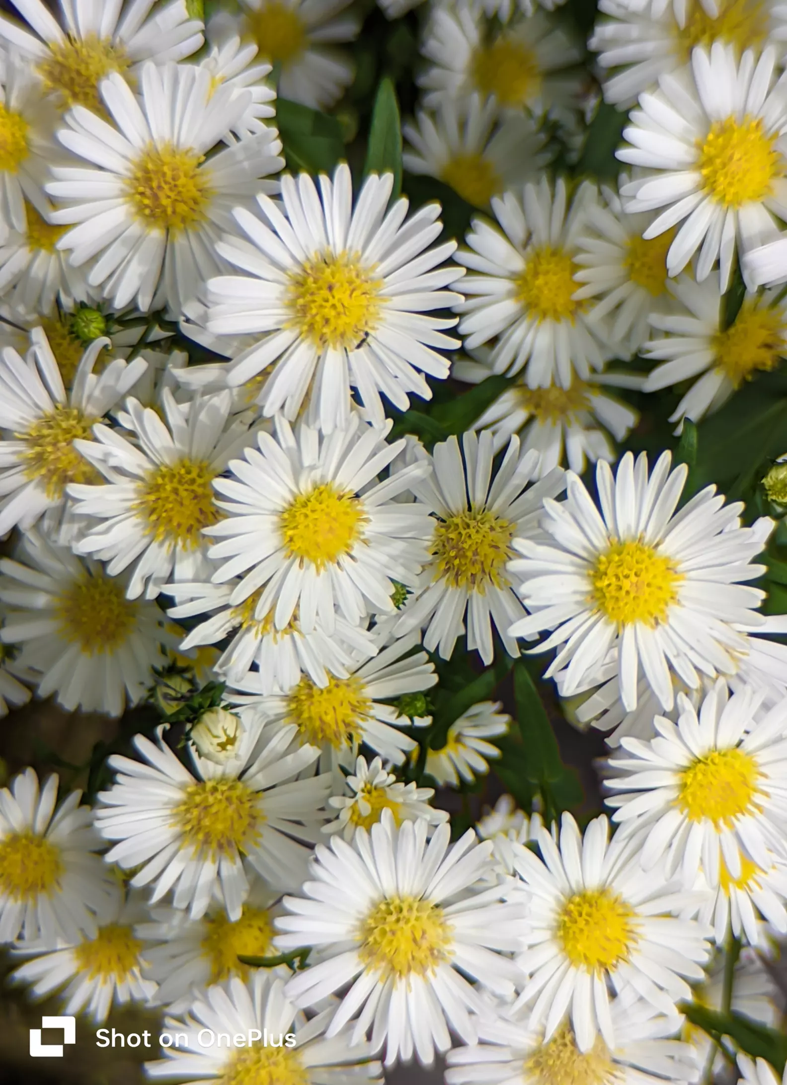 (Wallpaper try)Flower photographyShoton OnePlus 11 and OnePl