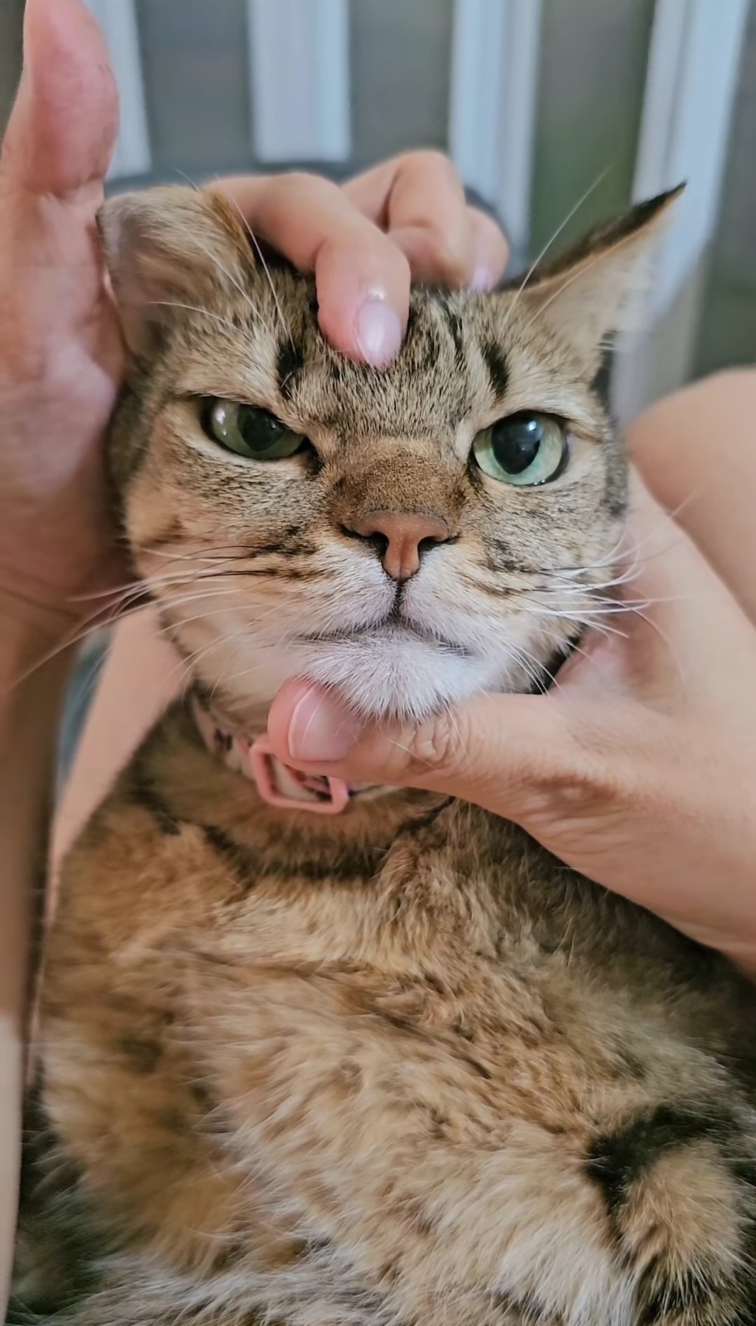 Angry mode on 😺.Source: Insta