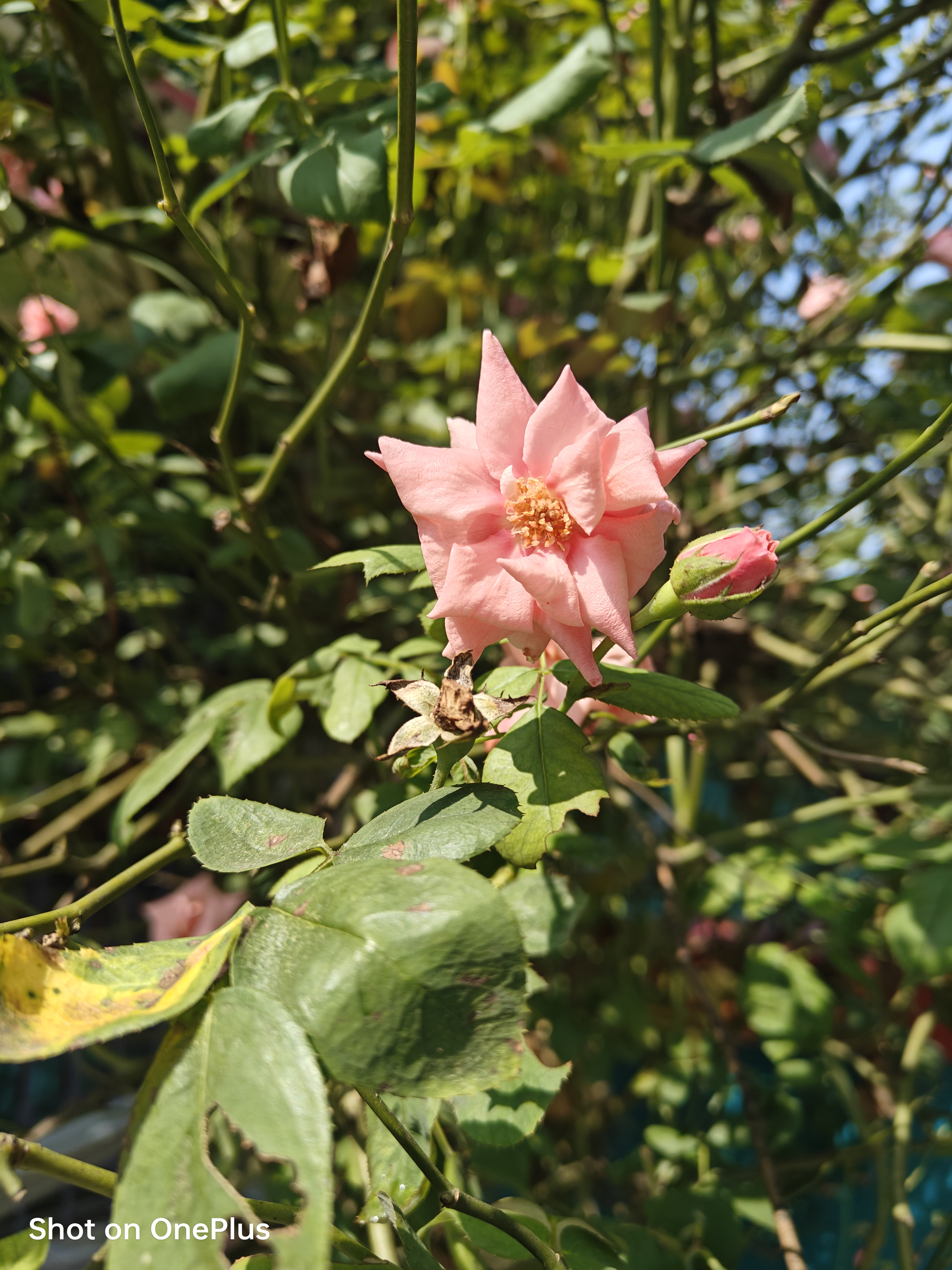 OnePlus 12R Camera
