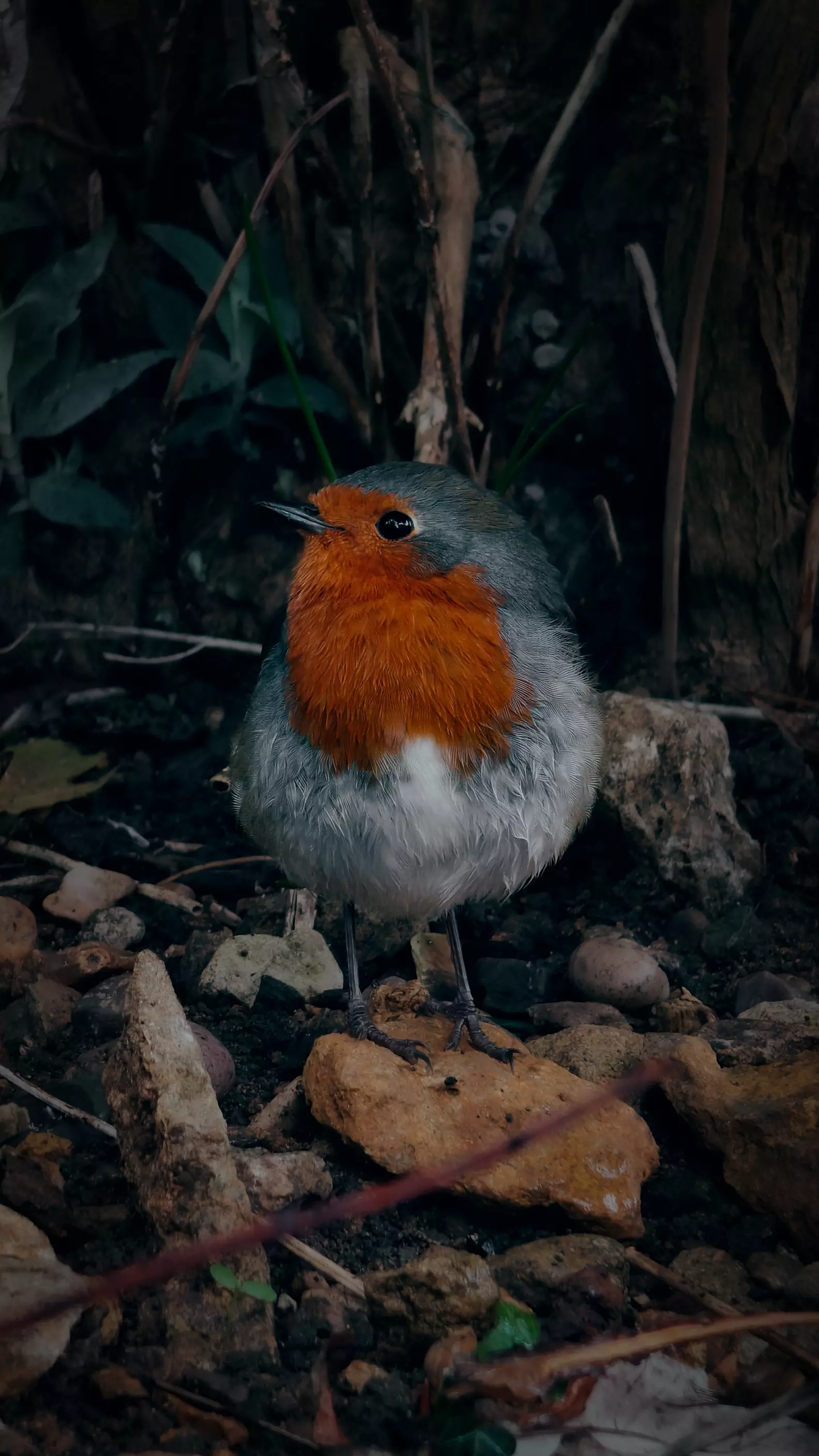 Cutest little robin!Shot on OnePlus 12