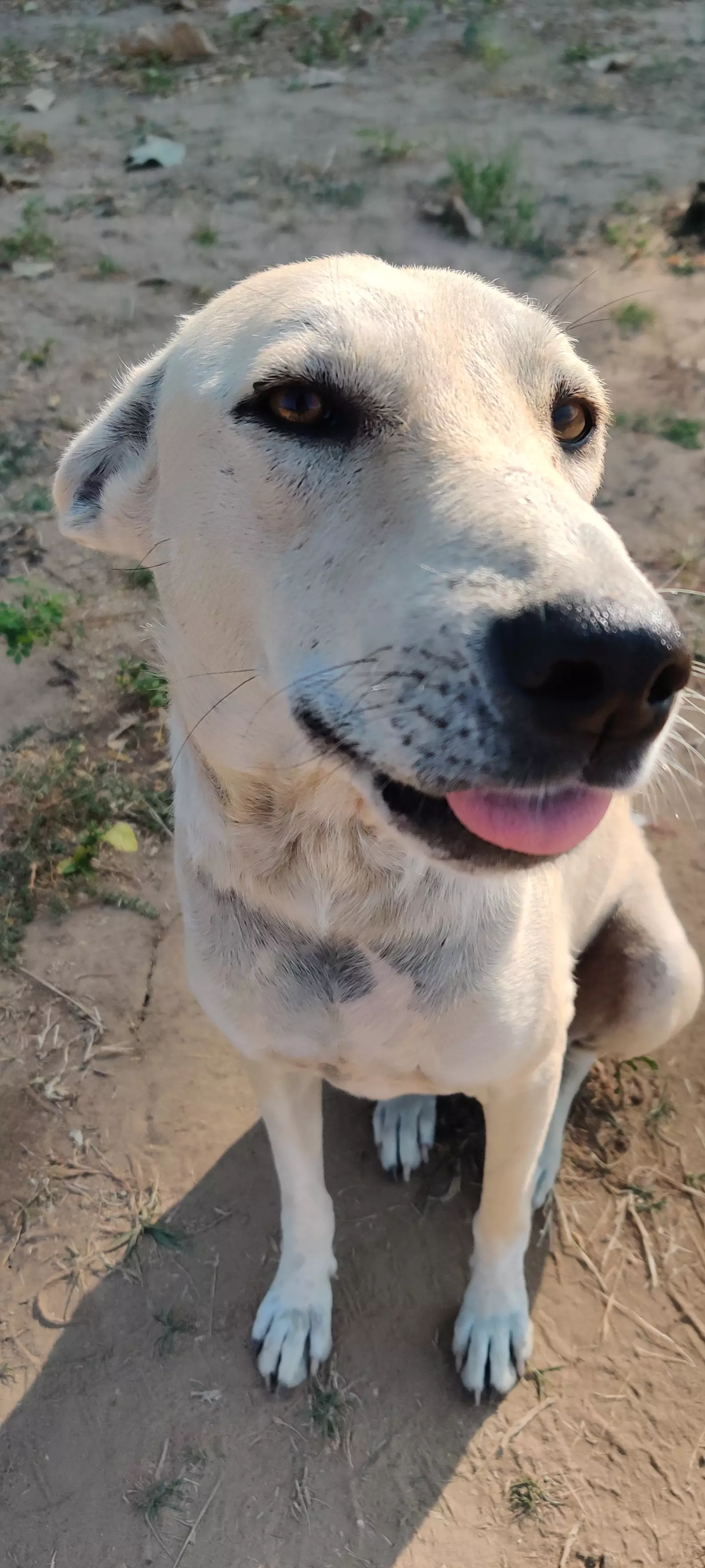 Doggo 🐶🐶