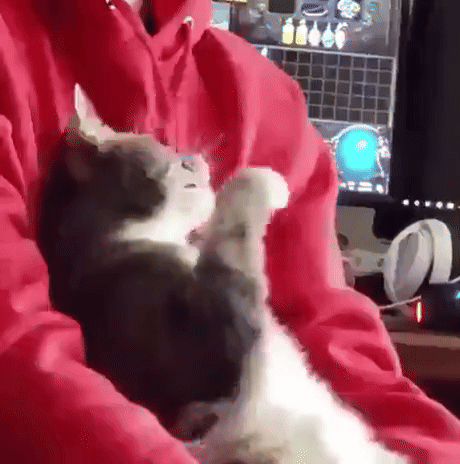 Lazy cats