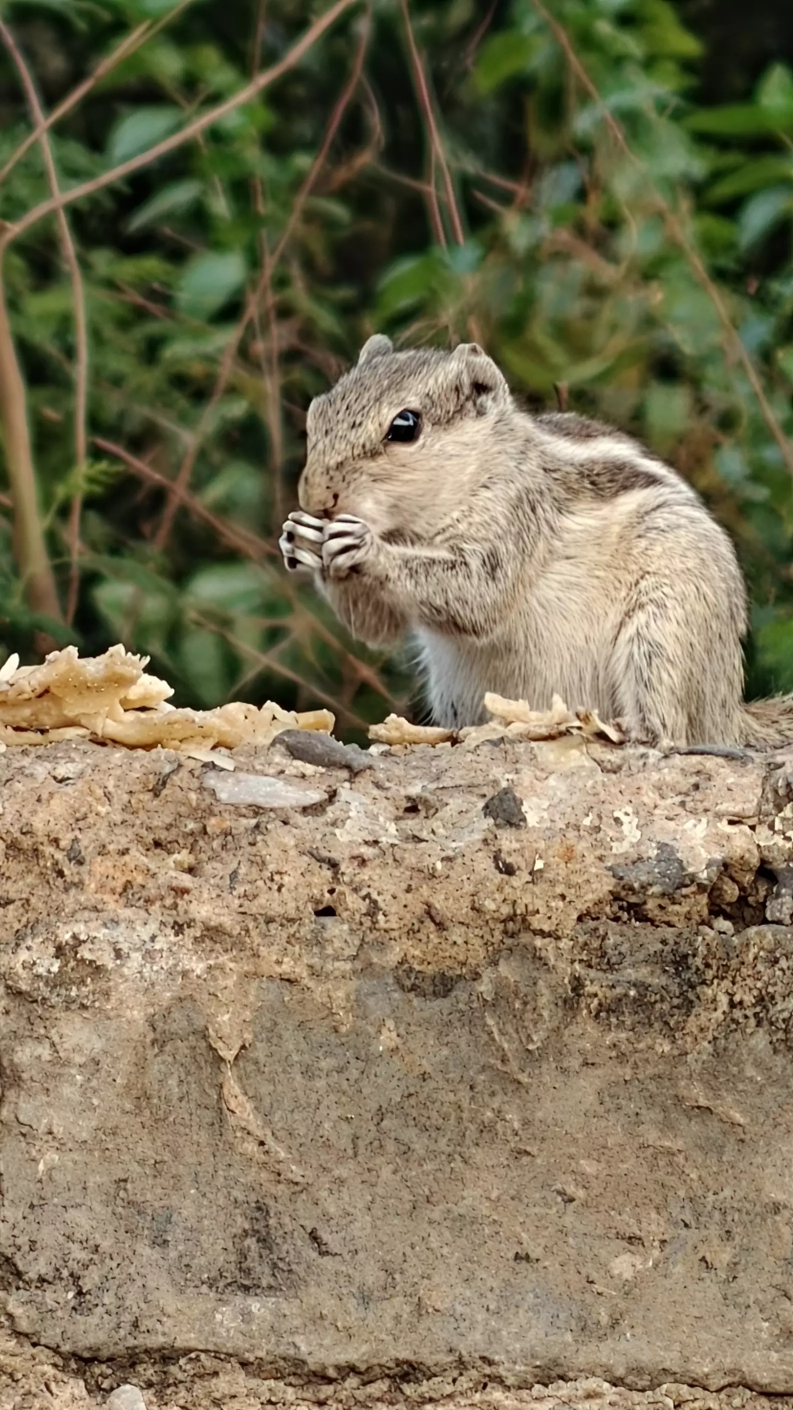 Get the stunning random pic of squirrel at 17X zoom from one