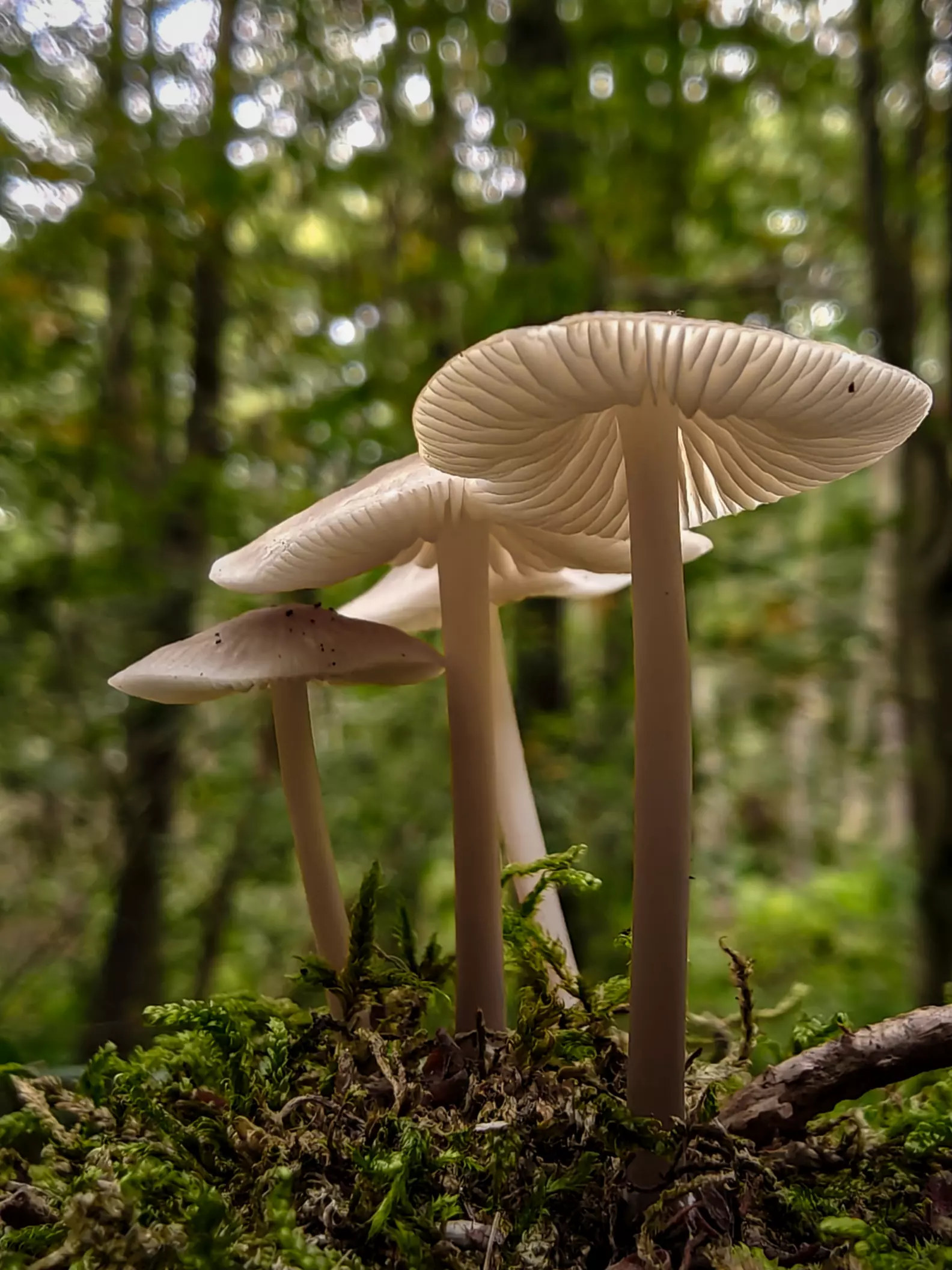 Back to nature and it's beautiful details captured on OnePlu