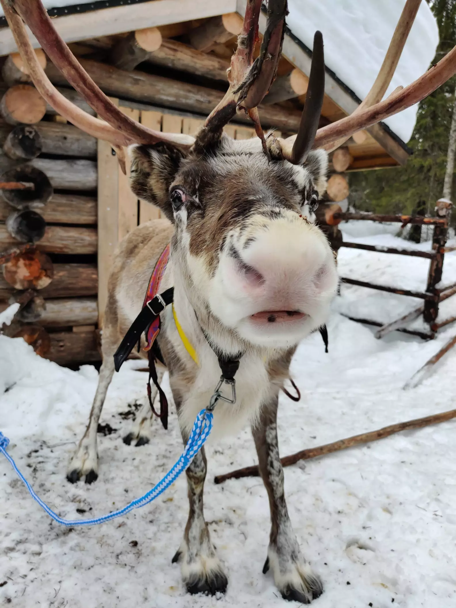 Rafa's Advent Calendar - day 17Shot on OnePlus 7T in Finland