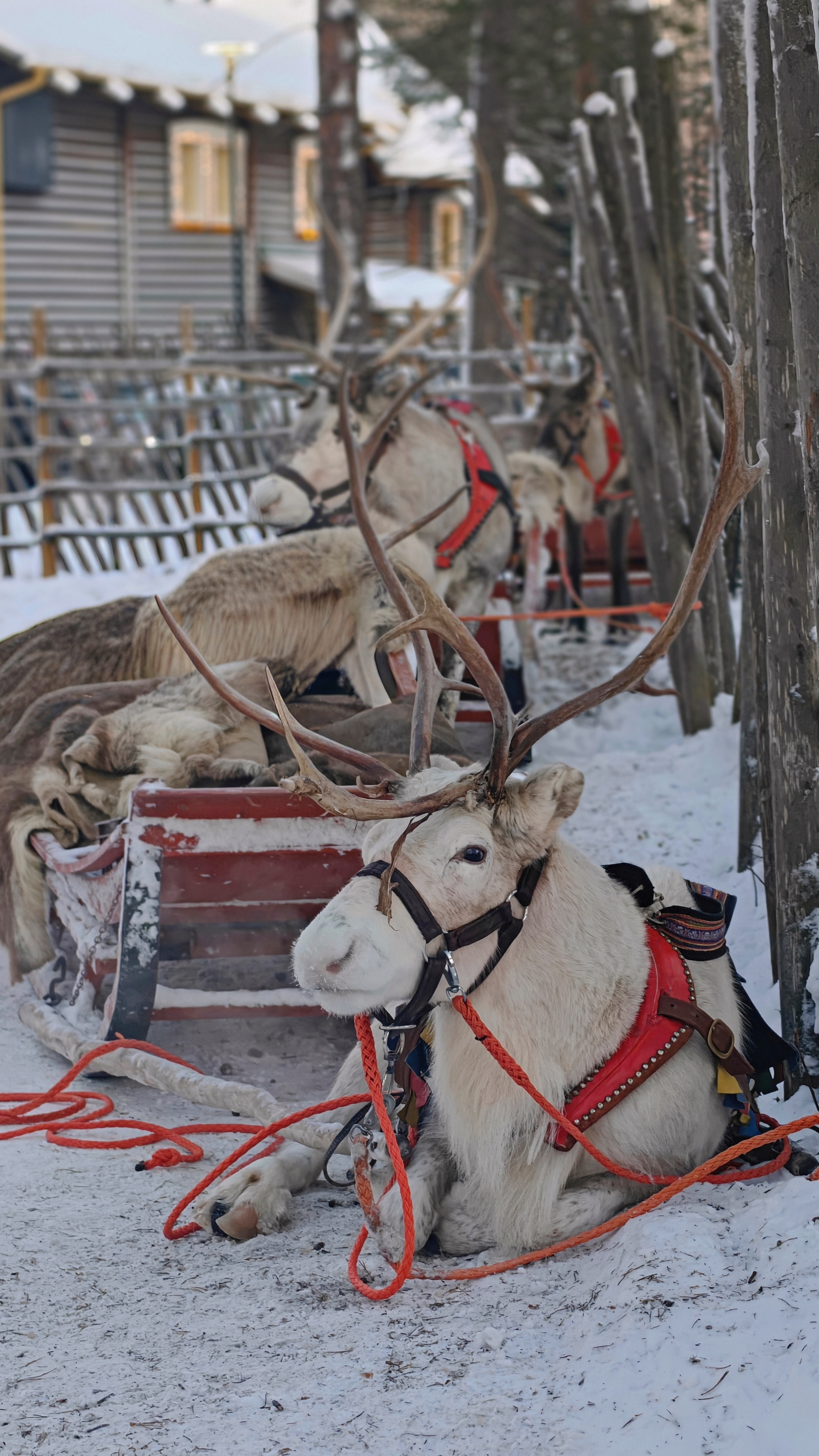 First time in my life being close to reindeer 🦌. My goodnes