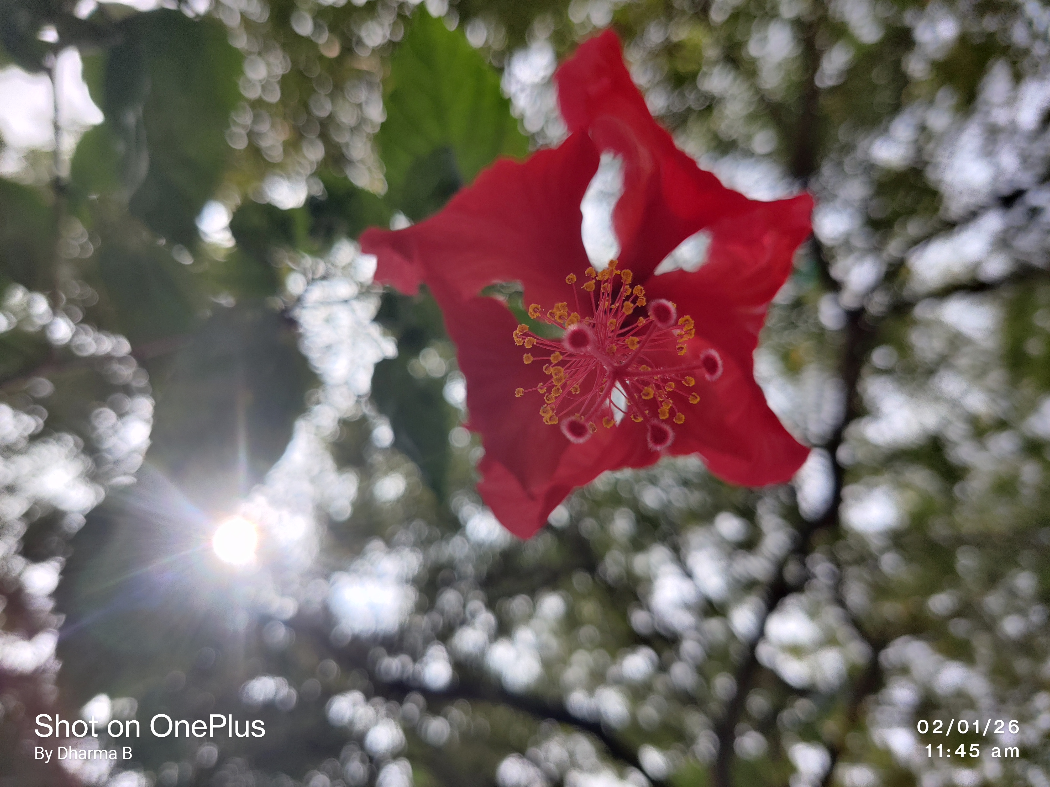 🌺 Same Scene, Different Perspectives