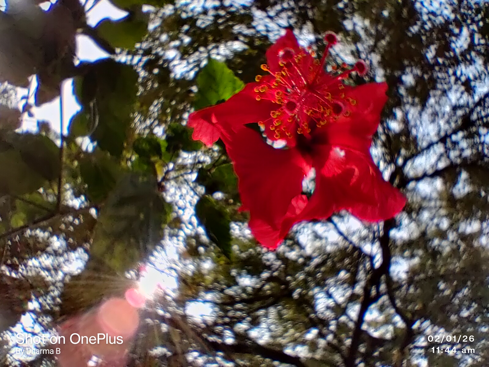 🌺 Same Scene, Different Perspectives