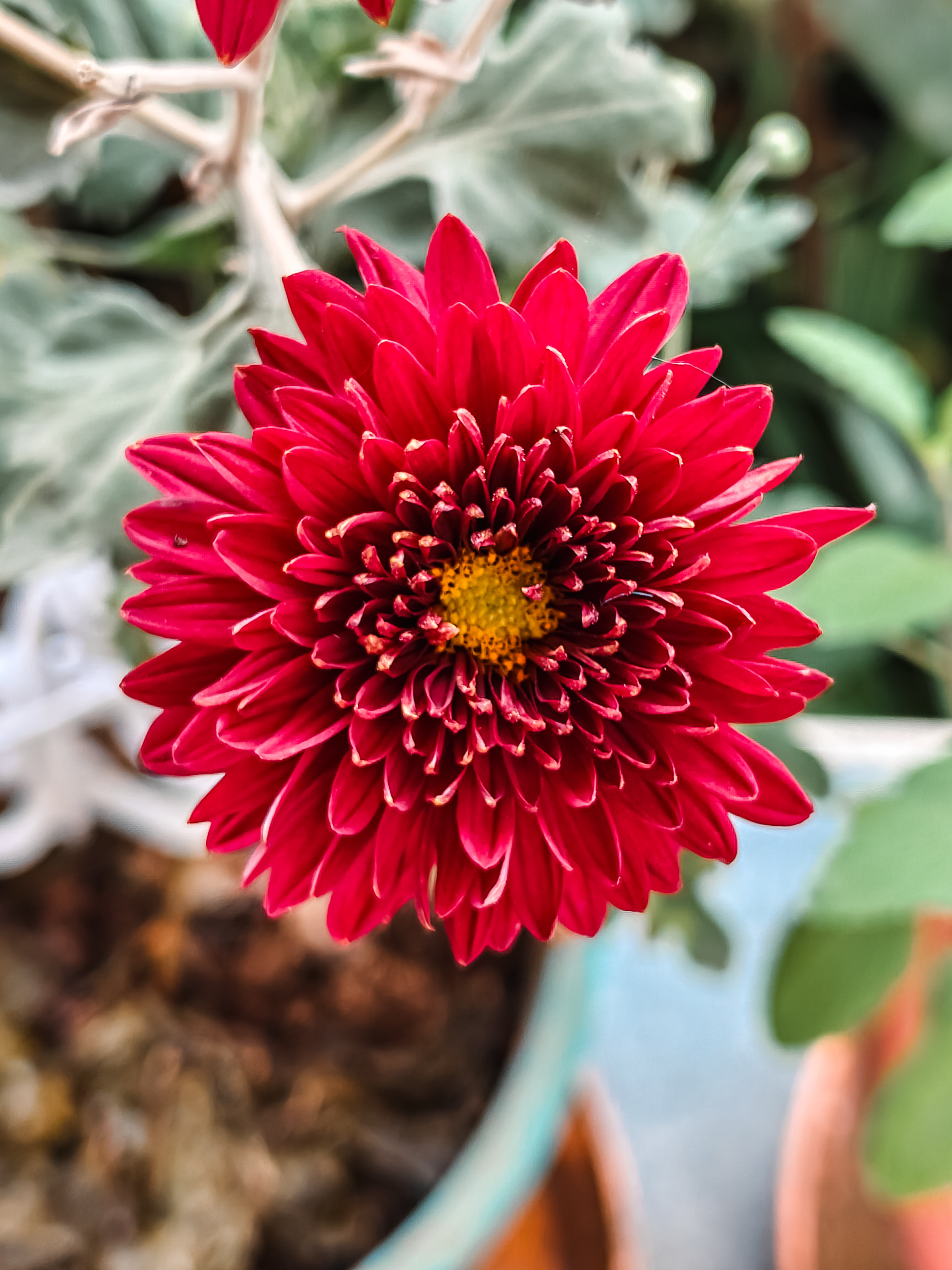 Photography 3x mode. Shot on OnePlus 13