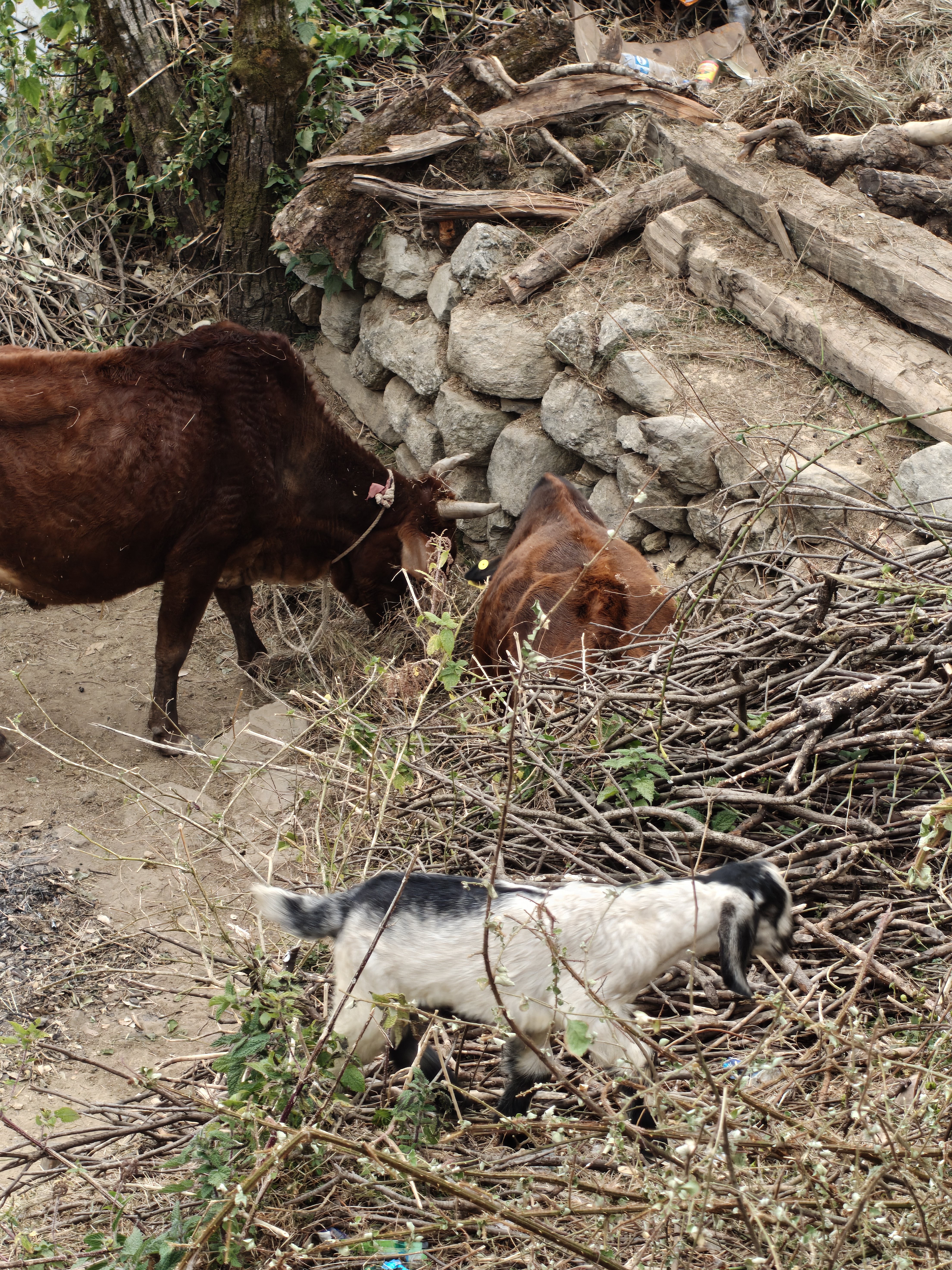 Kareri Lake Trek: A Himalayan Escape into SerenityI embarked