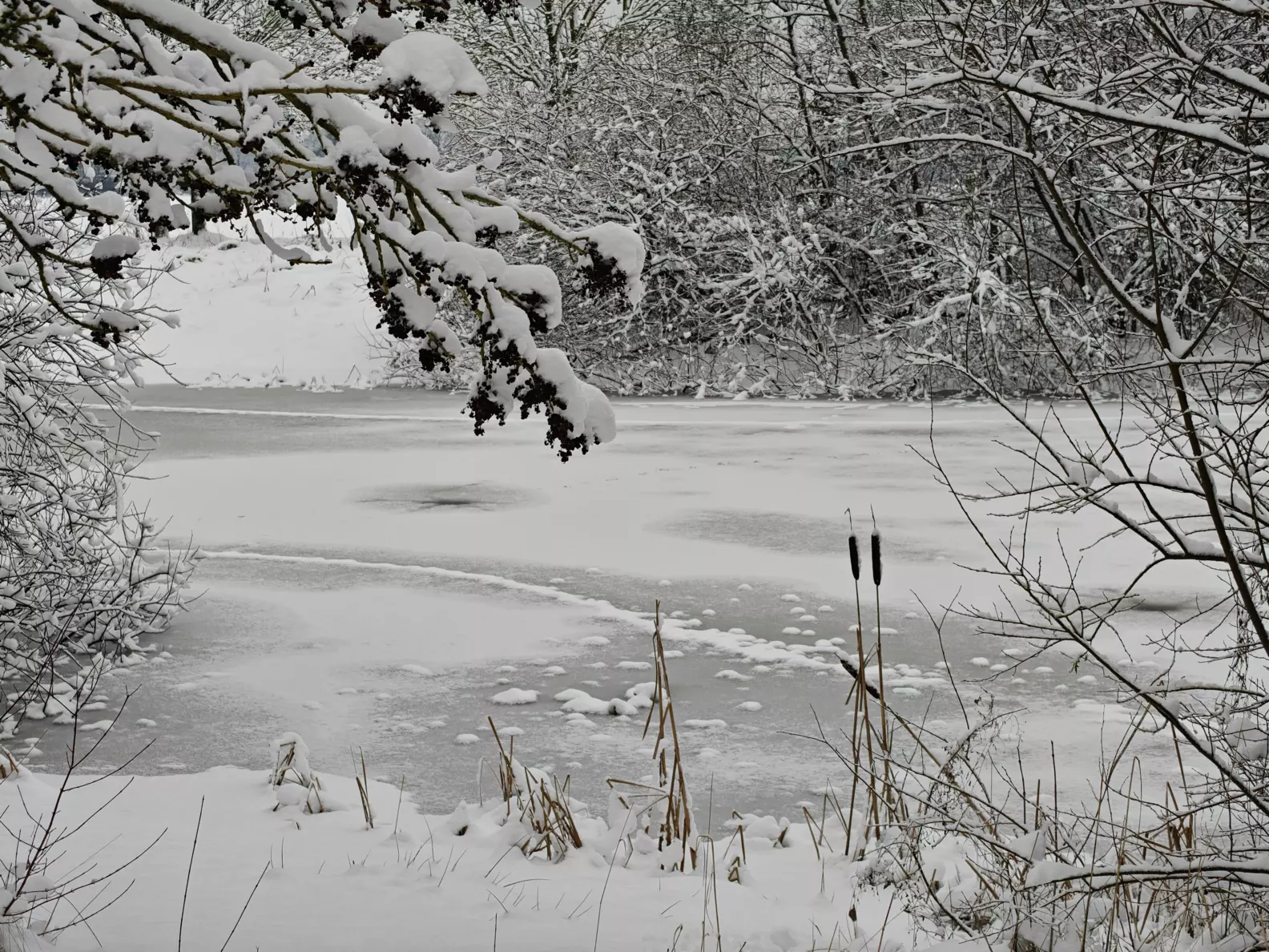 The duck pond is frozen over, and there is snow everywhere
