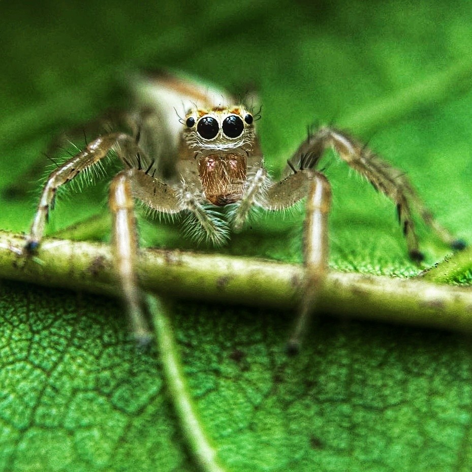 SOME OLD INSECT PHOTOGRAPHY!(NOT CLICKED FROM ONEPLUS)YET CL