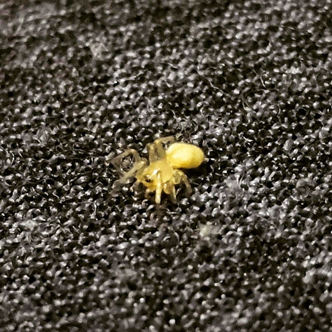 SOME OLD INSECT PHOTOGRAPHY!(NOT CLICKED FROM ONEPLUS)YET CL