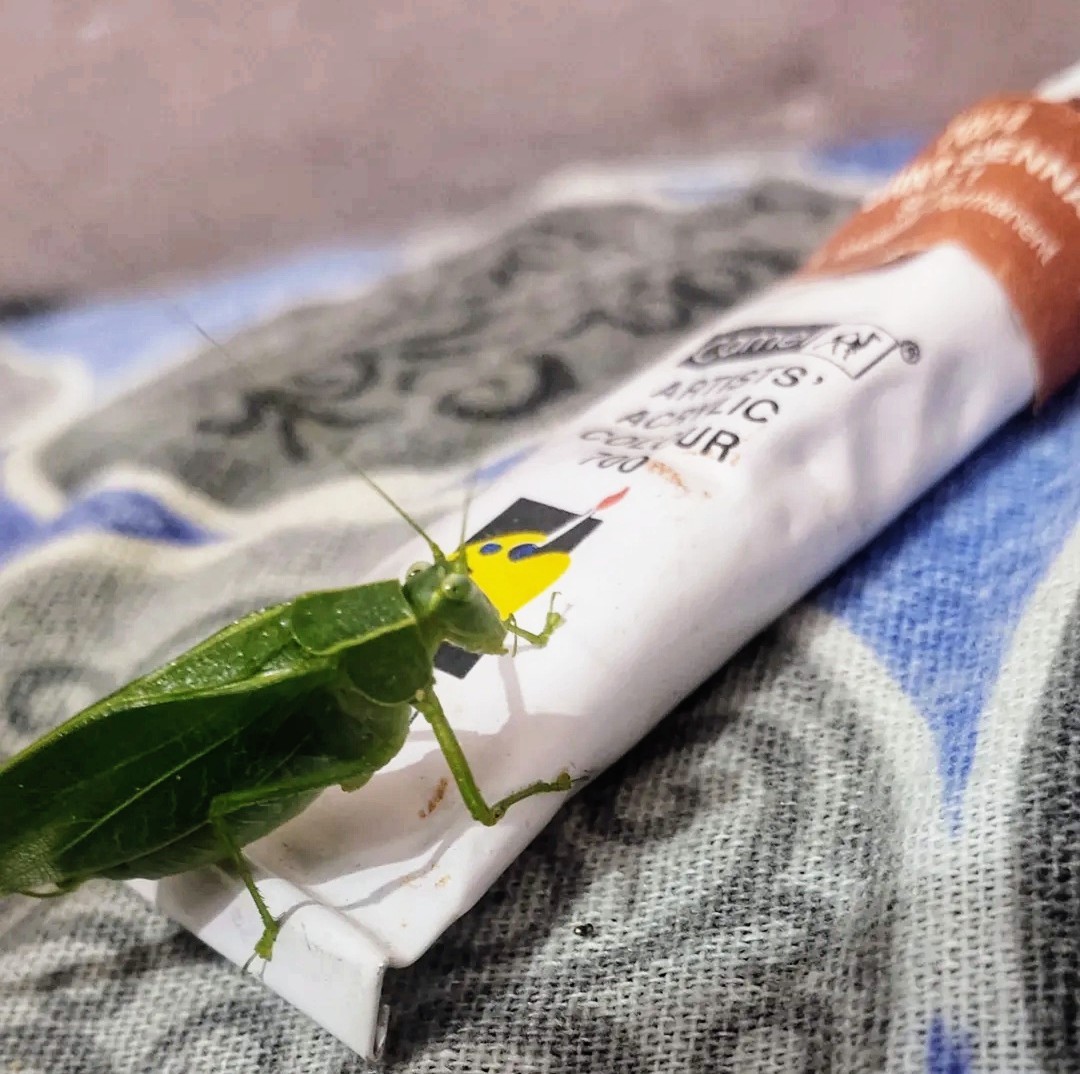 SOME OLD INSECT PHOTOGRAPHY!(NOT CLICKED FROM ONEPLUS)YET CL