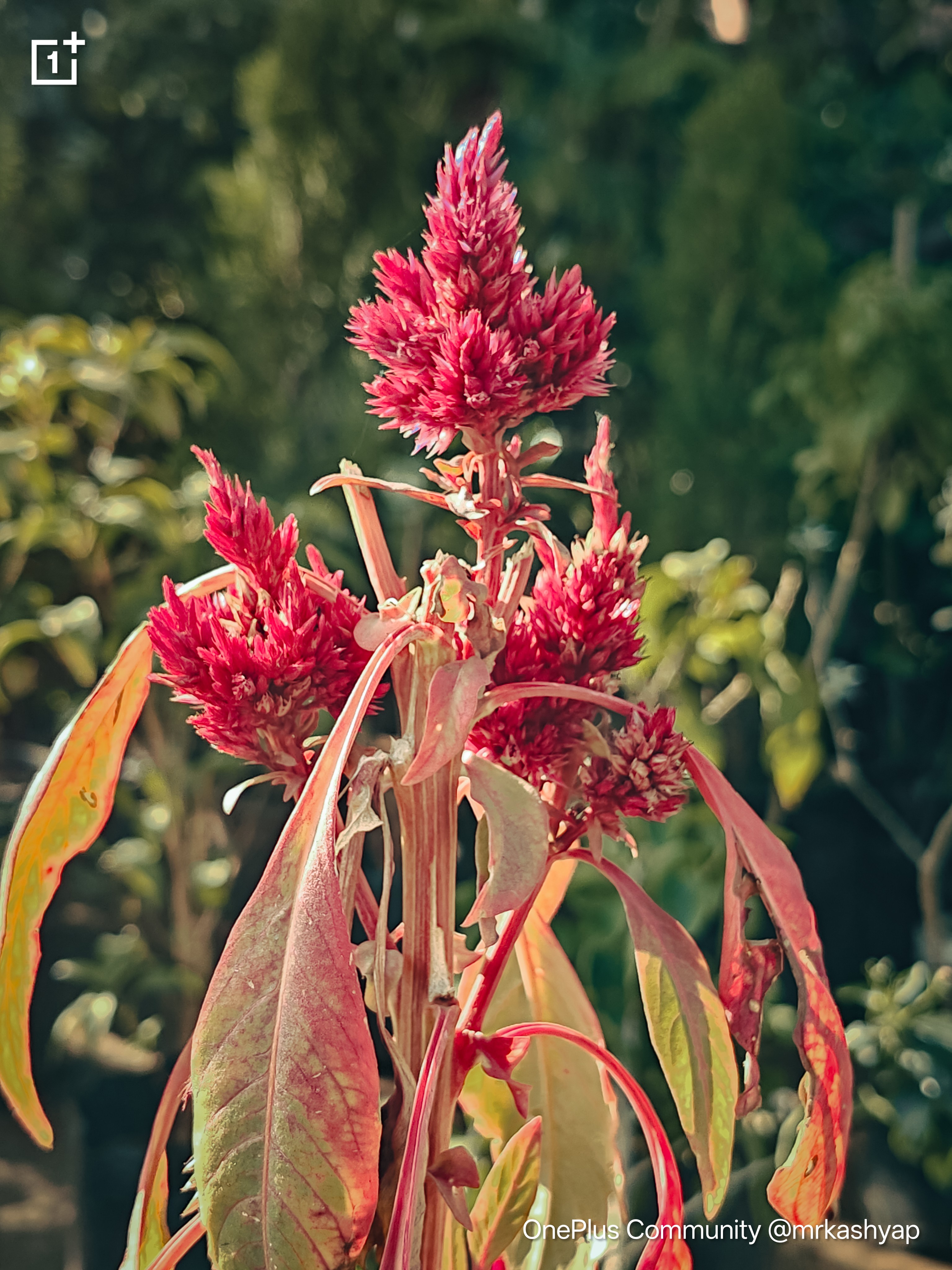 Standing tall like it knows it’s the star of the garden, thi