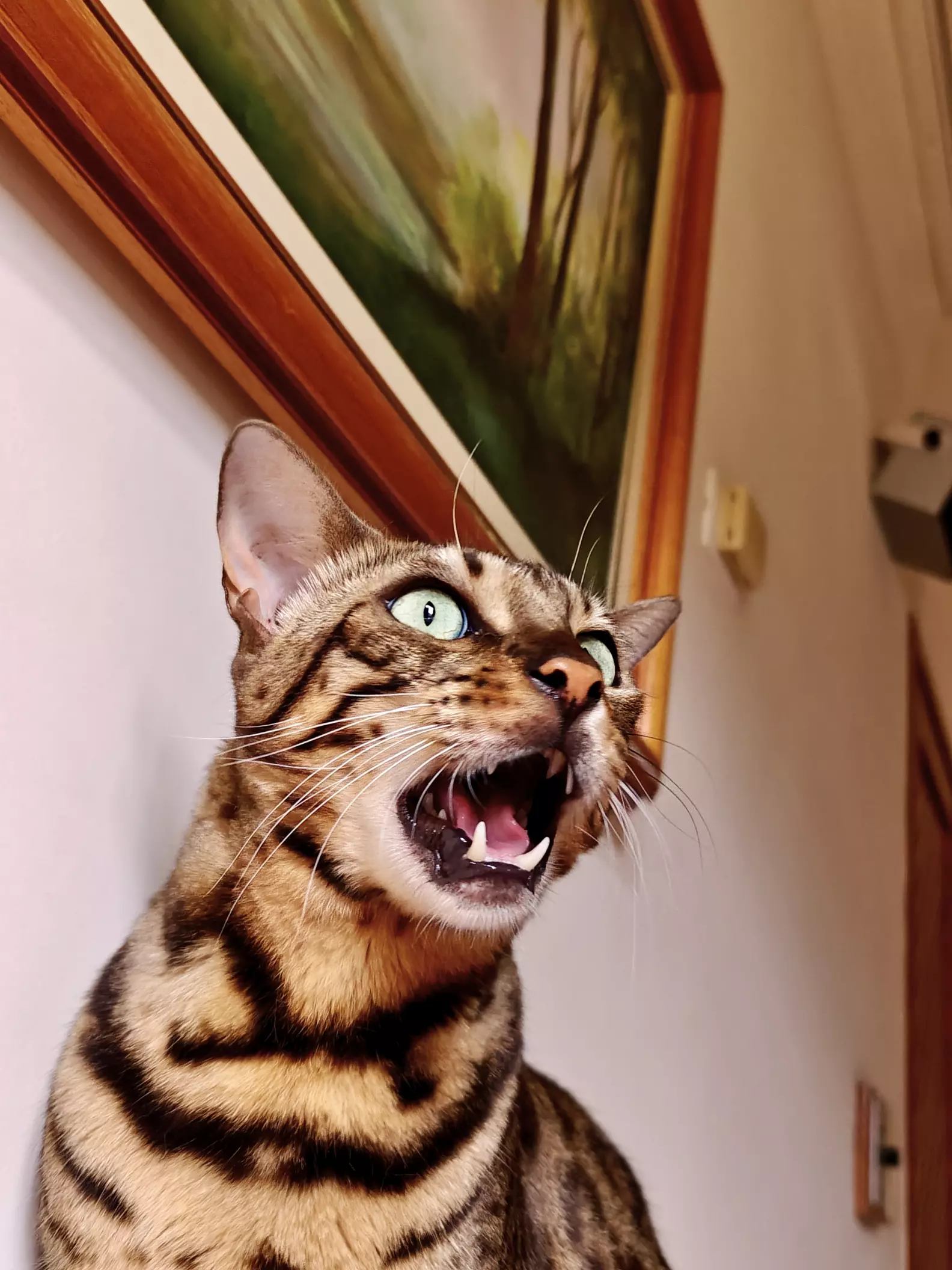 Meow, meow. This is Félix asking me to open the window to ju