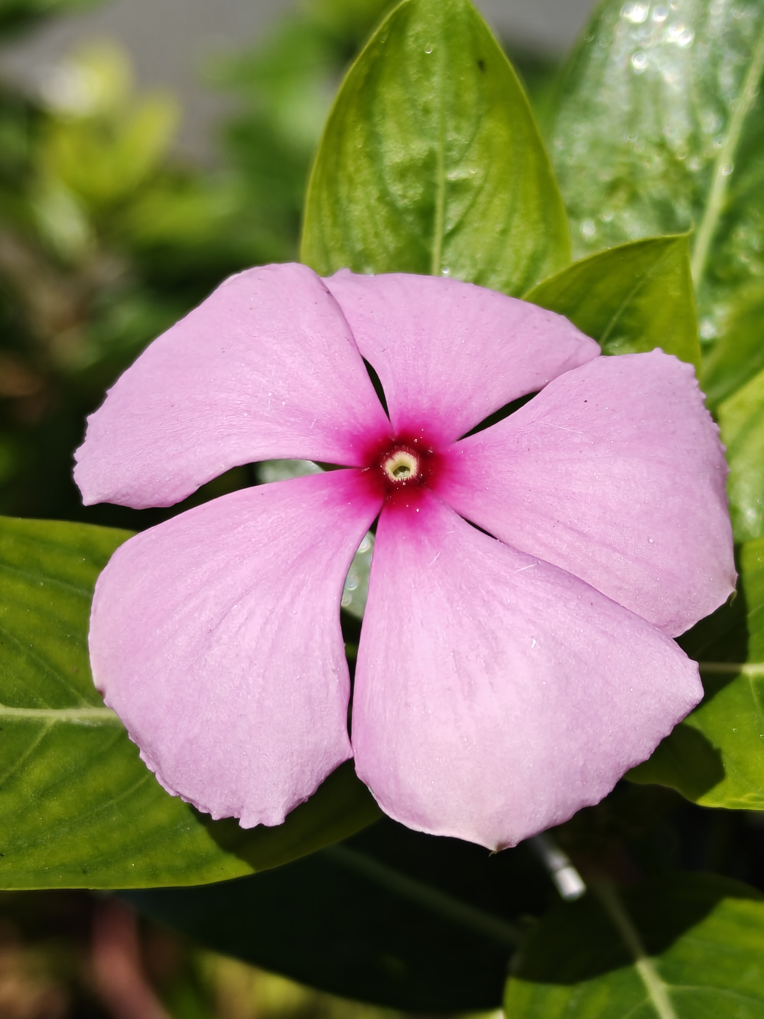New lens, fresh perspective 🌸From a flower breathing color
