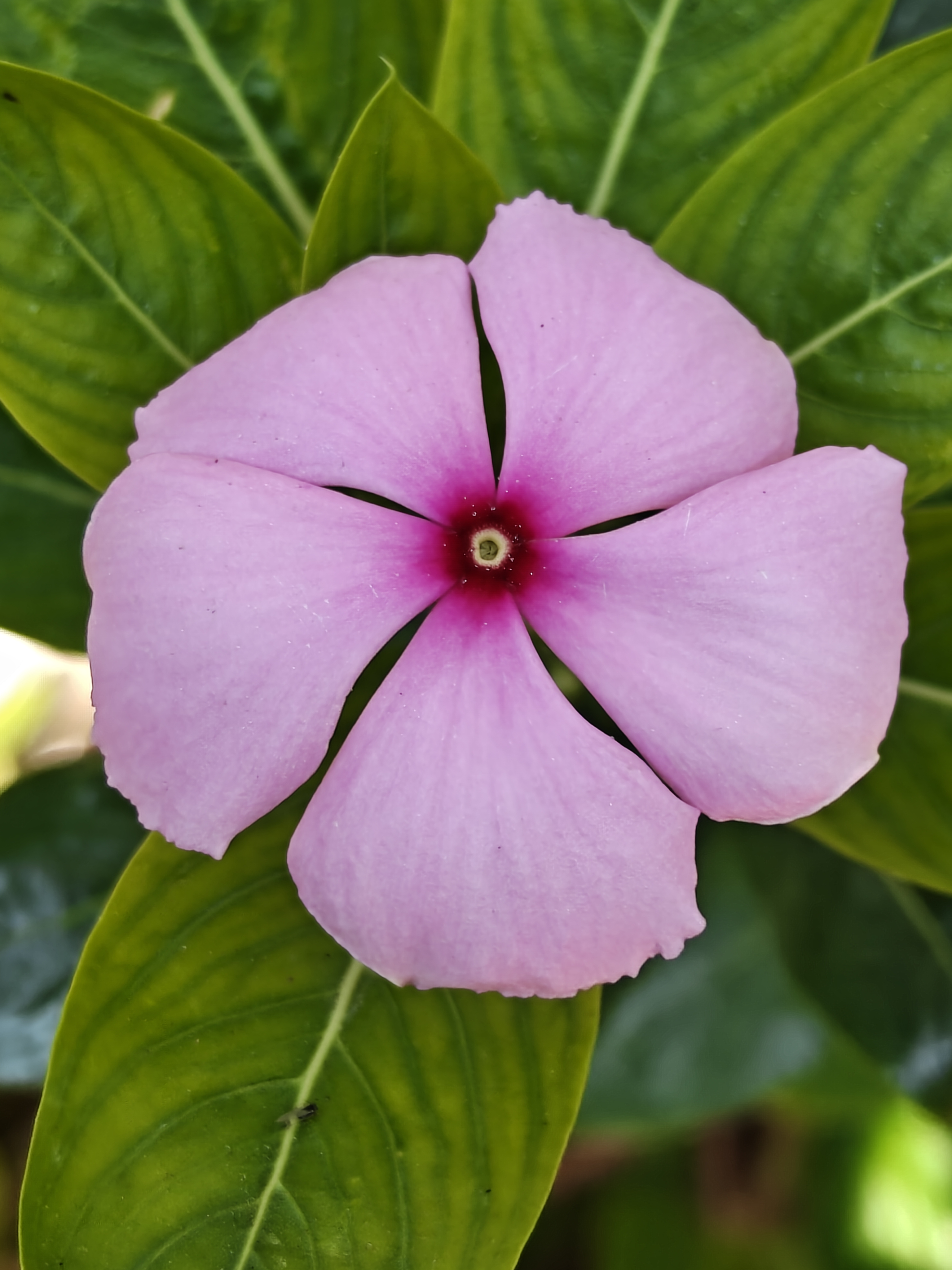 New lens, fresh perspective 🌸From a flower breathing color