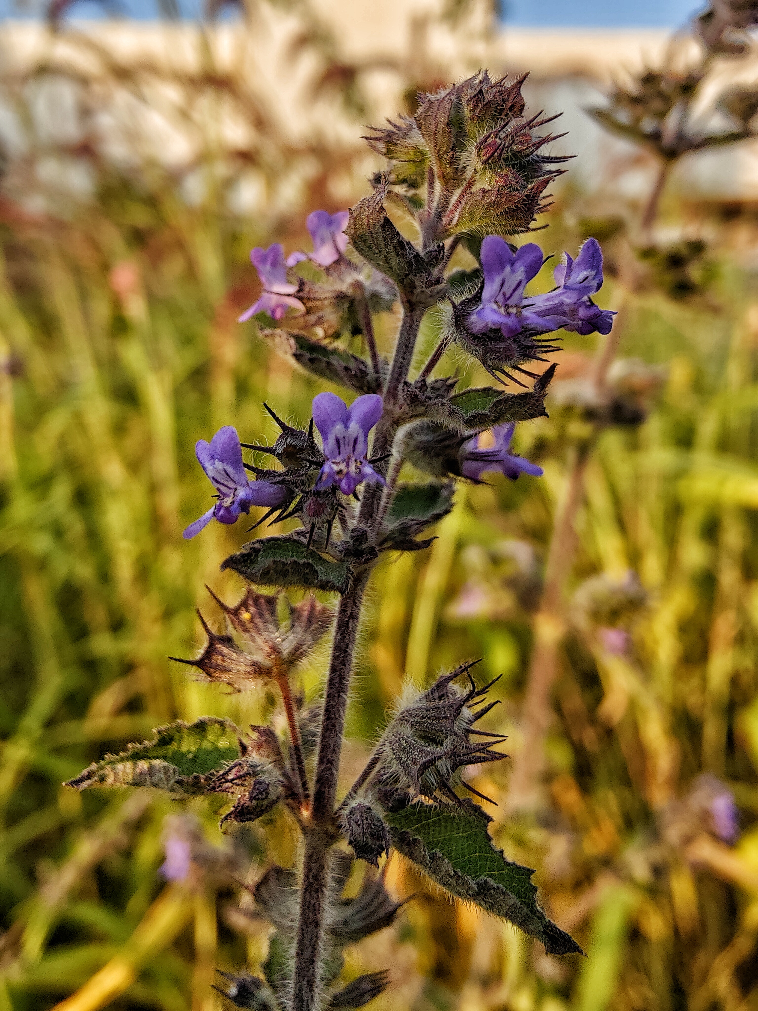 Nature never misses. I’m obsessed with how the macro lens pi