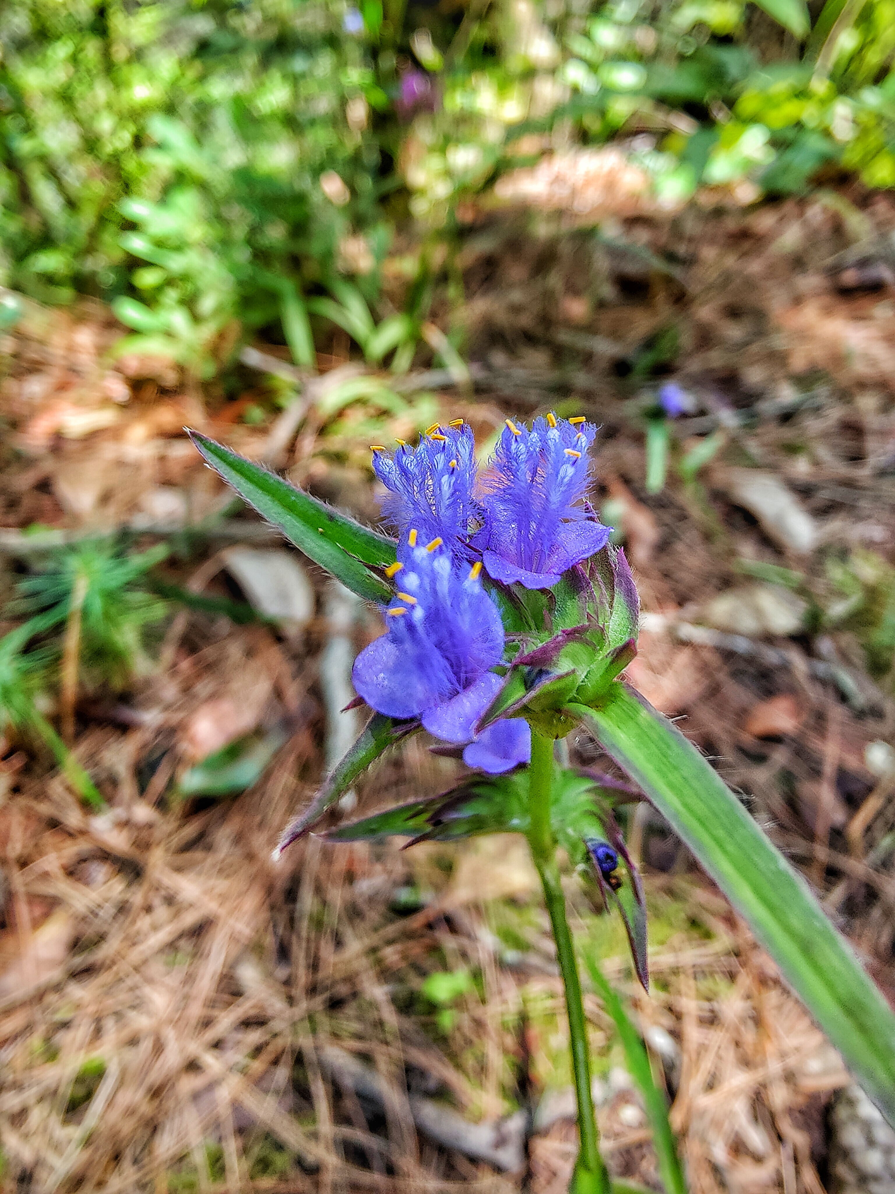 Nature never misses. I’m obsessed with how the macro lens pi