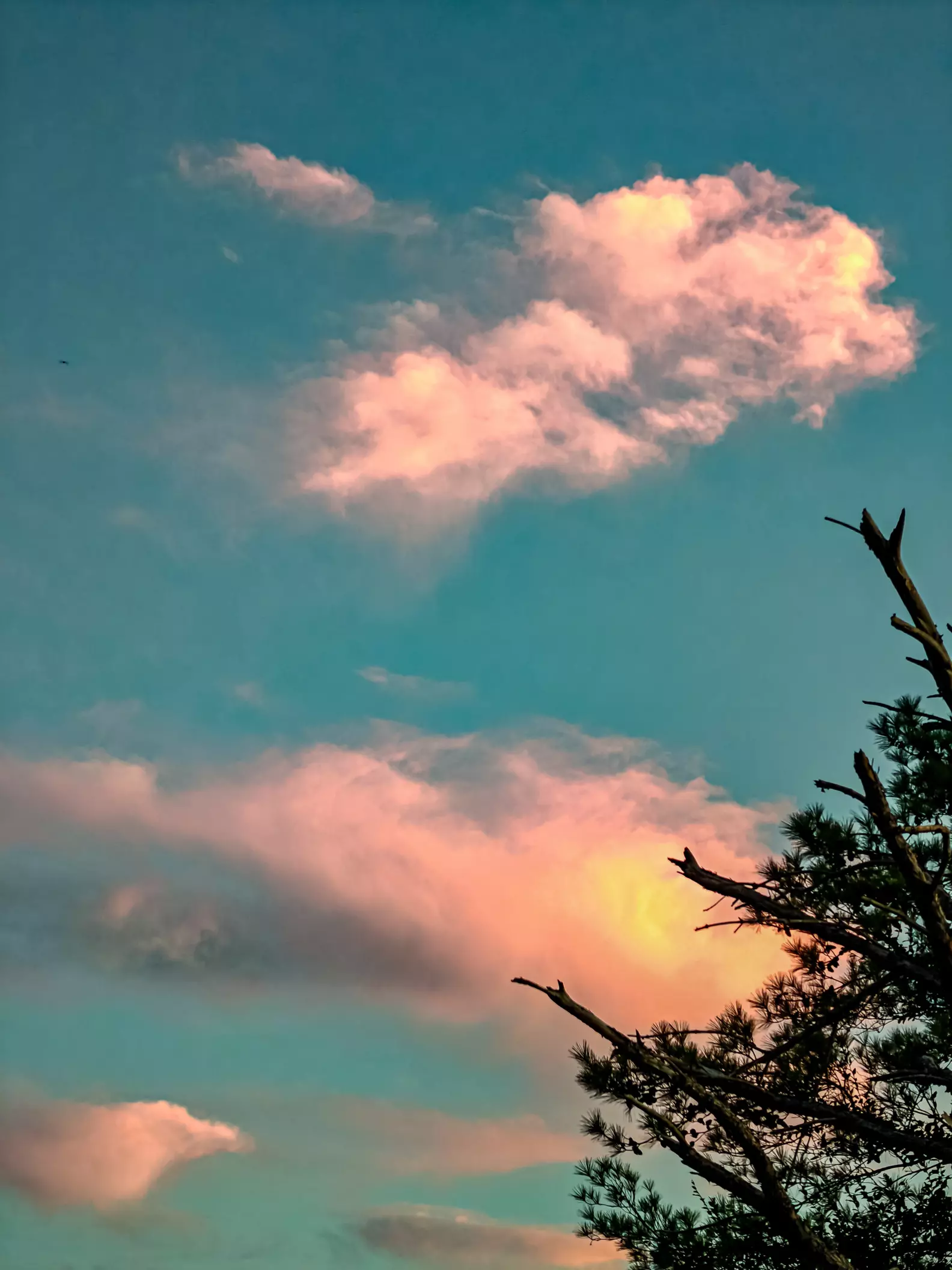 Cotton candy clouds today's sunset have coloring. OnePlus 12