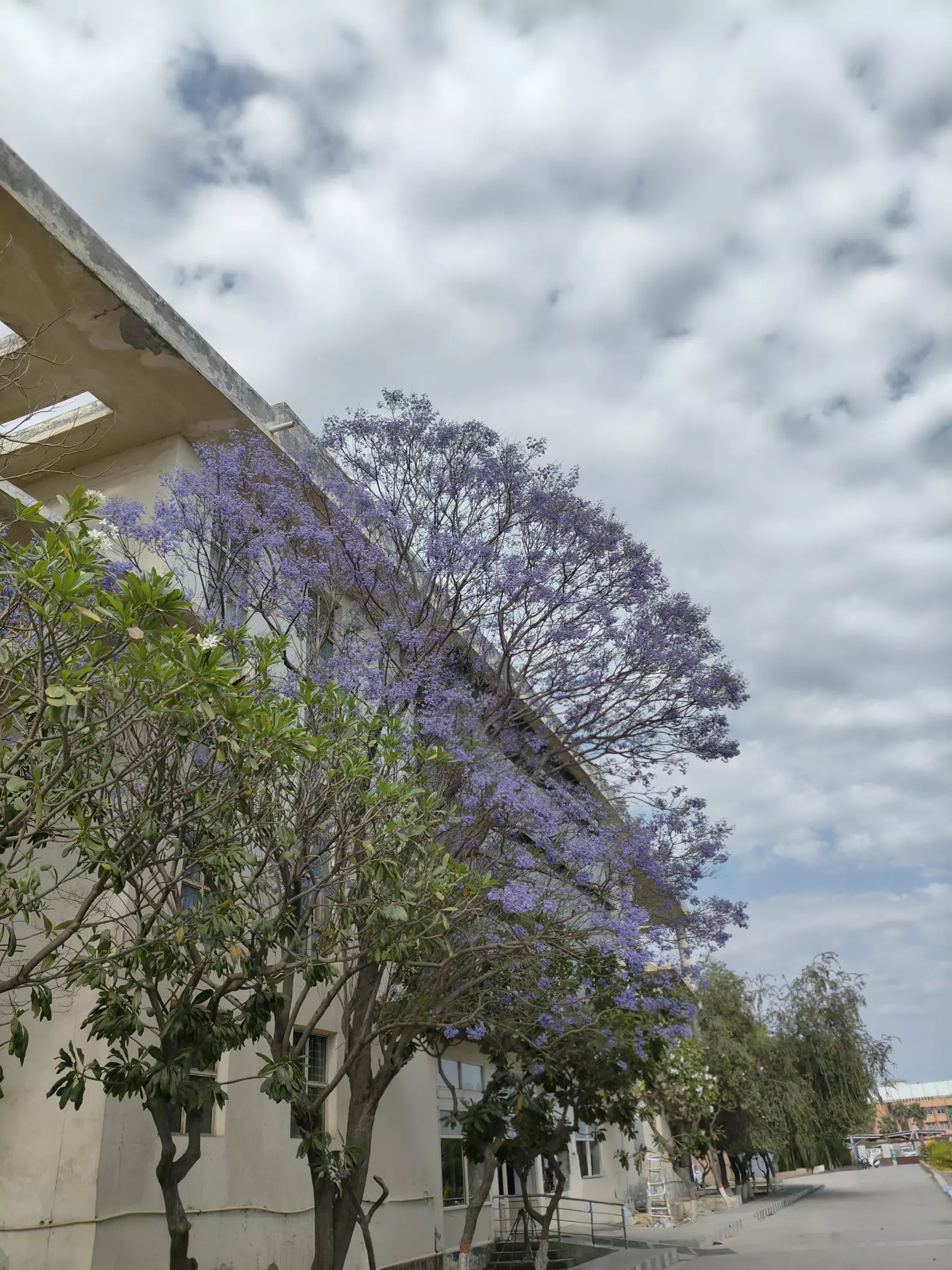Feast your eyes on this beautiful Jacaranda tree! 💜🌳 The v