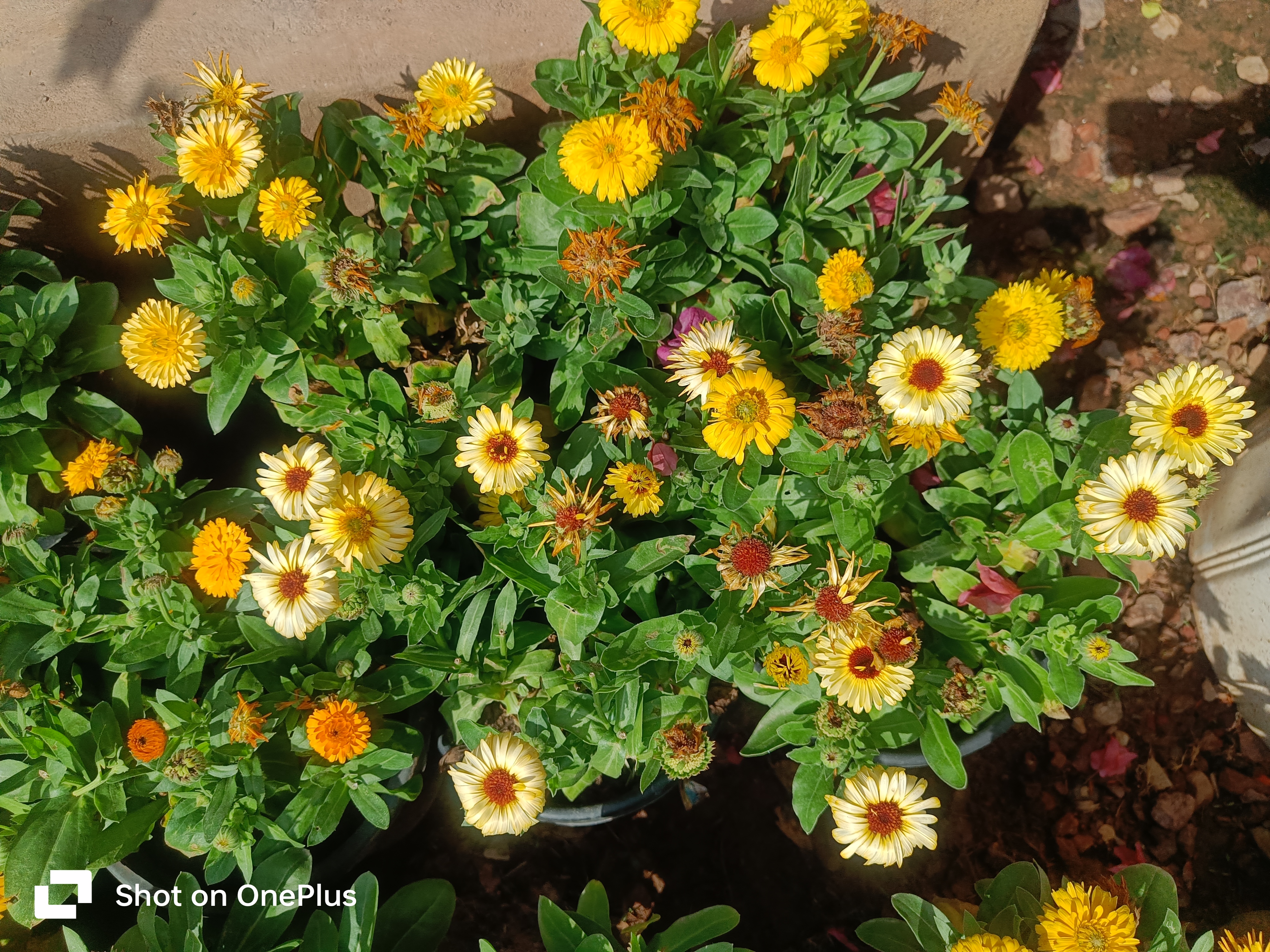 Flowers Magic:Today, I'm sharing some vibrant shots of these
