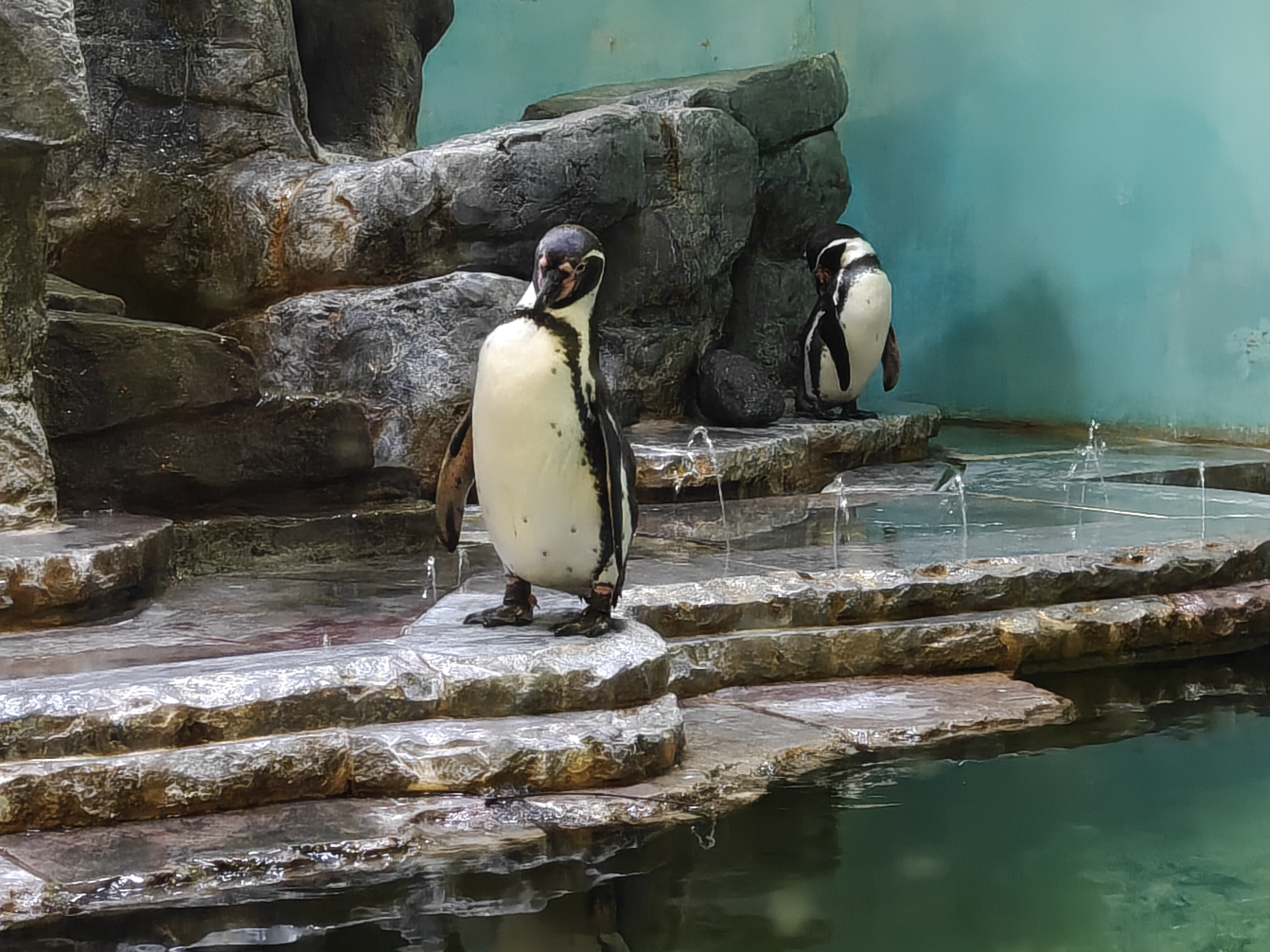 Do you like penguins? Do they surprise you with something sp