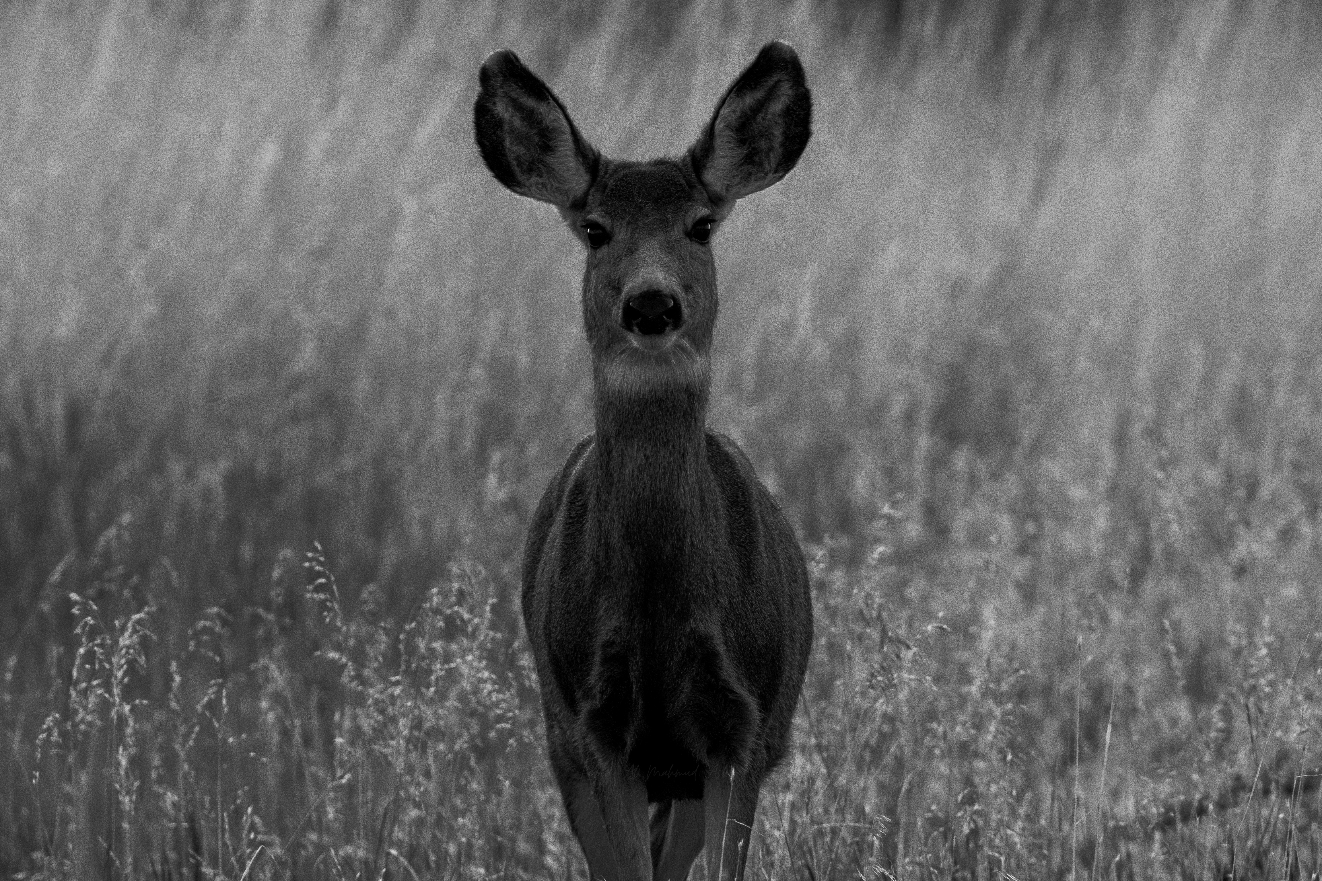 Photography-wise 2024 was an amazing year for me. I learned
